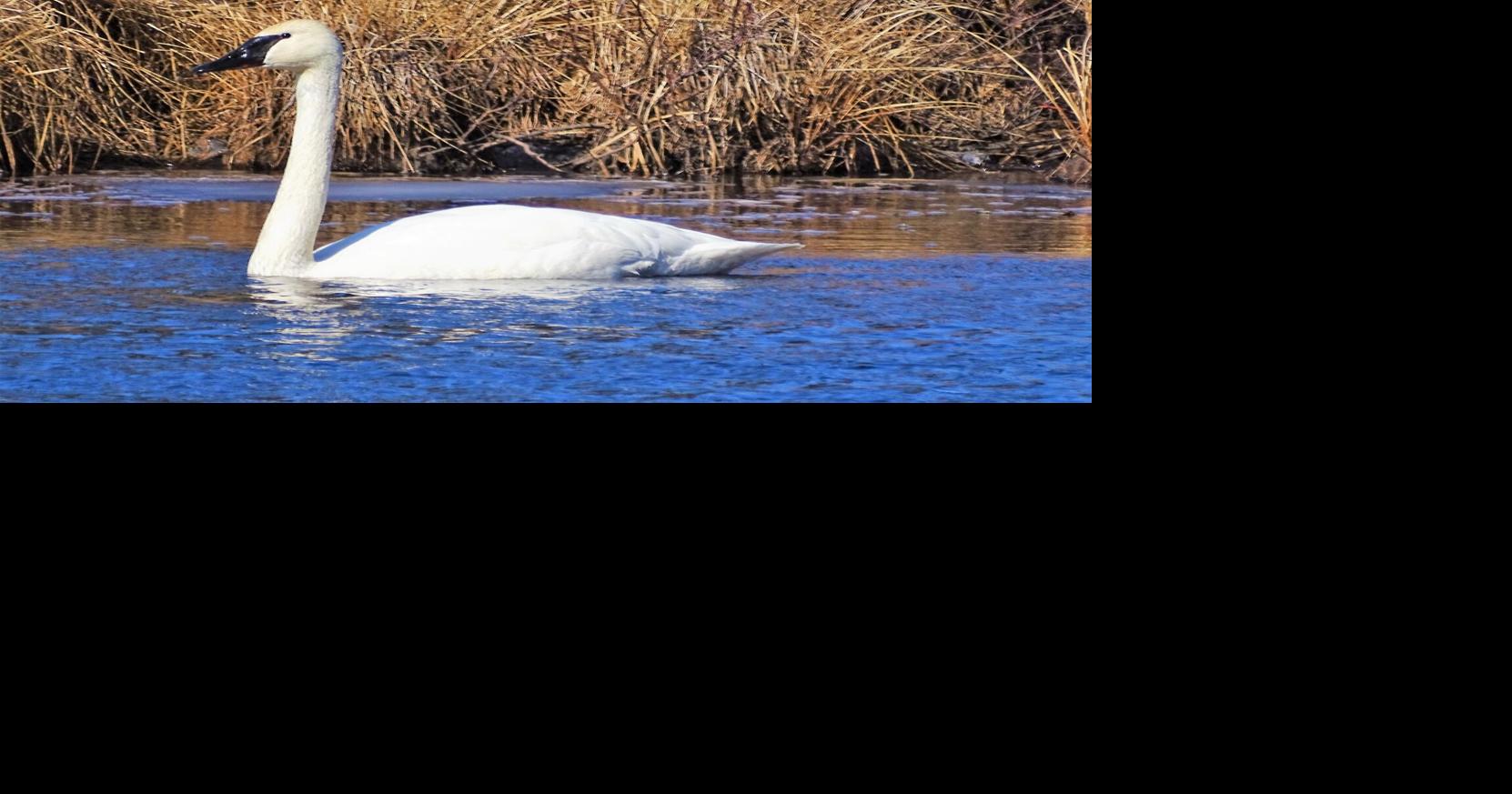 Swan wars on Sailor Creek Flowage | Hunting | apg-wi.com