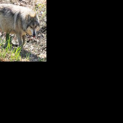 eagle river wolf attack