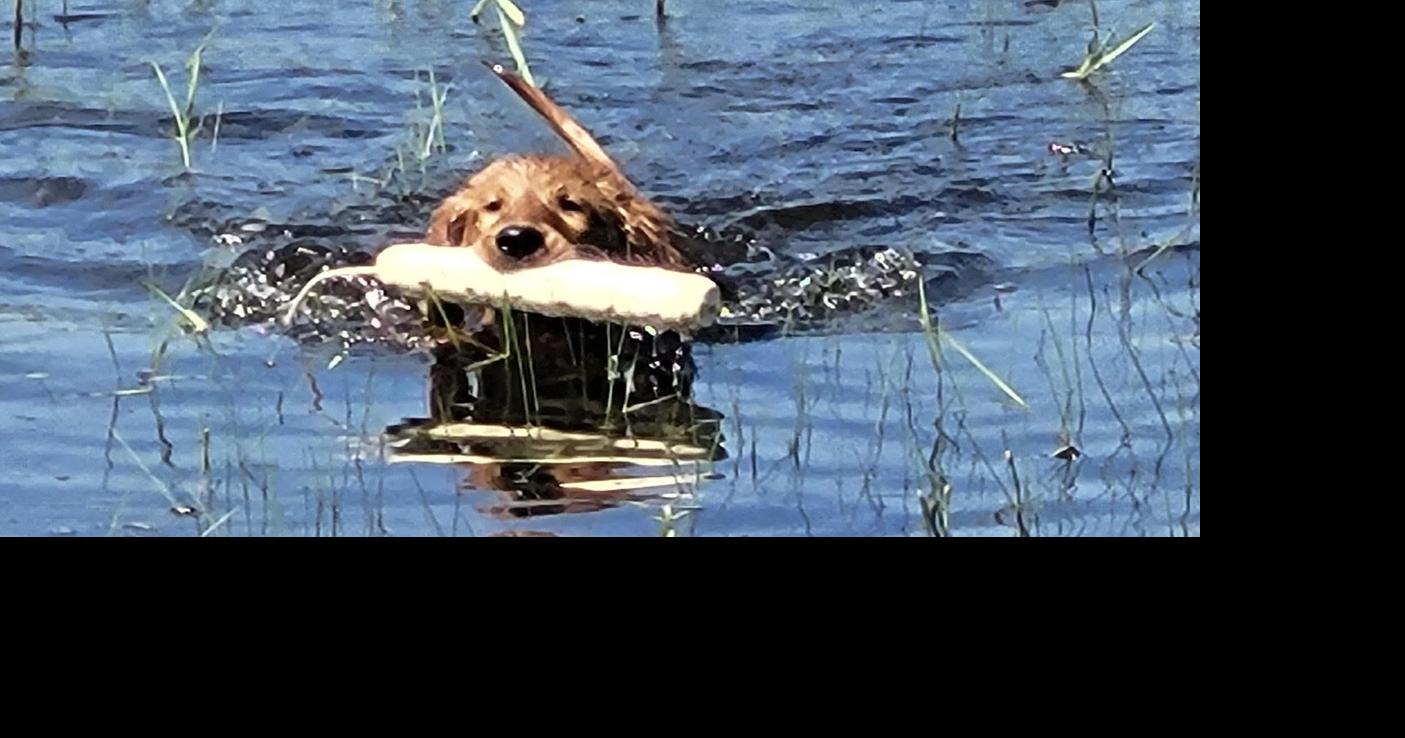 A professional hunting dog trainer and his pup | Outdoors | apg-wi.com