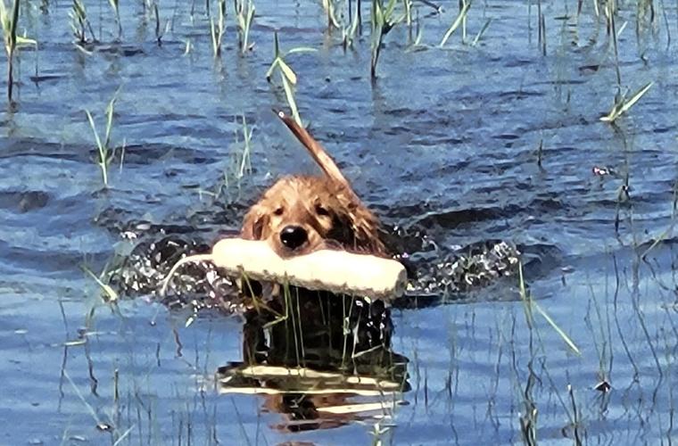 A professional hunting dog trainer and his pup | Outdoors | apg-wi.com