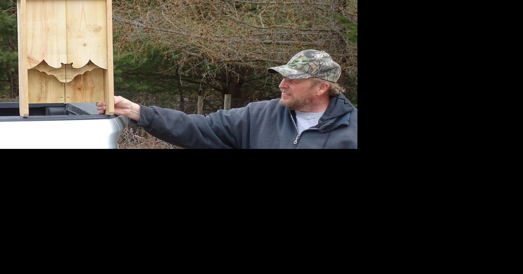 Focus on nature: Help save Wisconsin’s threatened bat species | Free ...