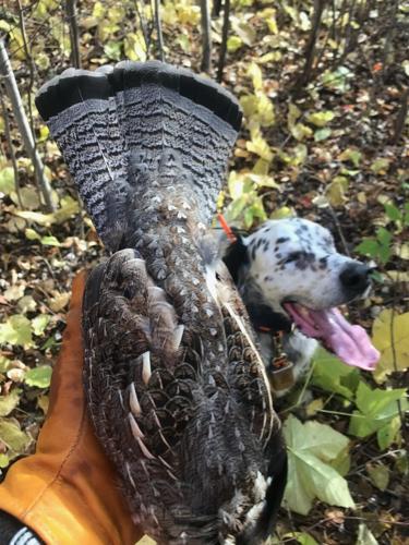 The ruffed grouse forecast | Outdoors | apg-wi.com