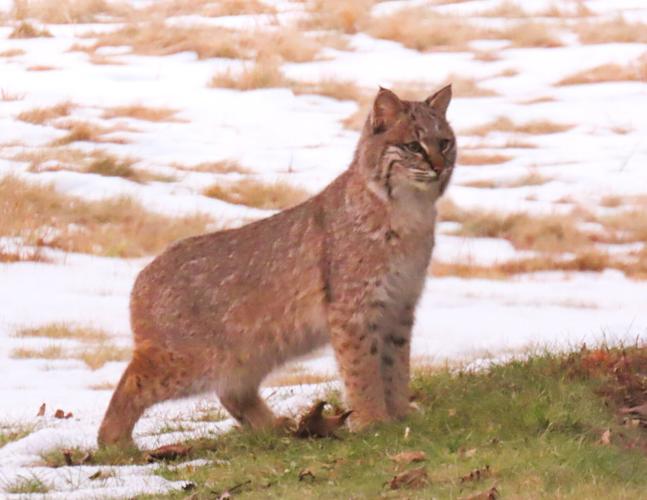 bobcat range alberta