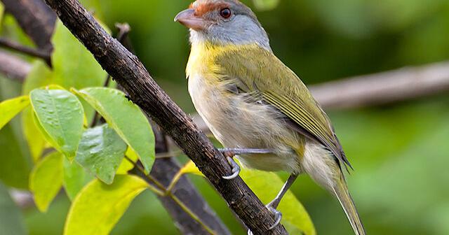 Another misnamed bird to explore | Outdoors | apg-wi.com