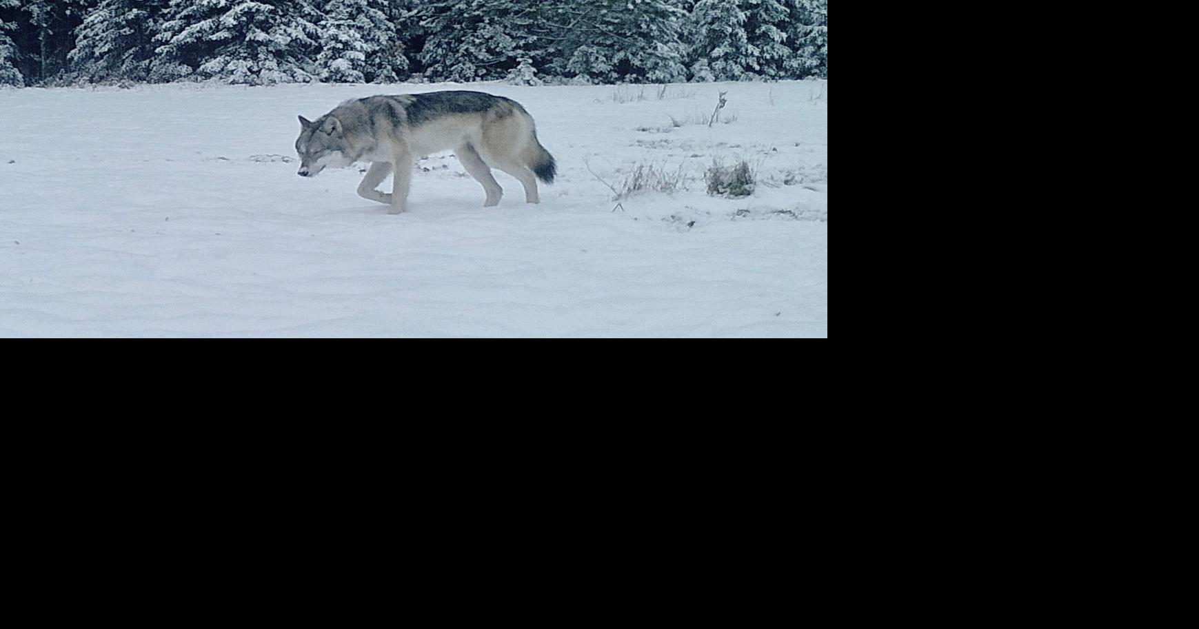 Wisconsin DNR releases 3,500 public comments on wolf plan | Local | apg ...