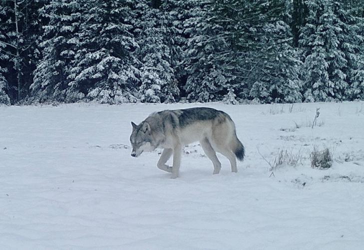 Wolf hearing draws questions on what is acceptable | Outdoors | apg-wi.com
