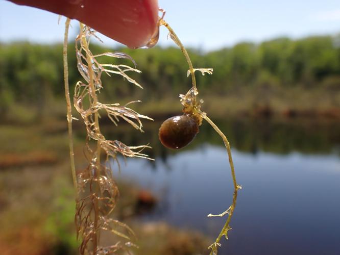 NATURAL CONNECTIONS: Bladderwort Turions: Mysteries in the Fen | Price ...