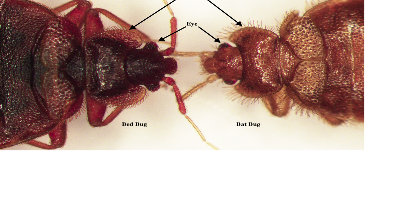 Bat bug discovered at Vaughn Library | Local | apg-wi.com