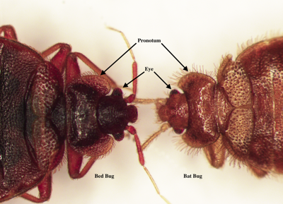 bat bug or bed bug