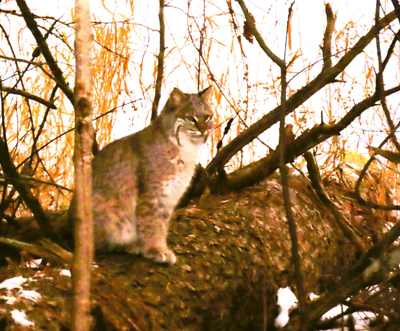 Focus on Nature: A bobcat surprise in Fifield | Hunting | apg-wi.com