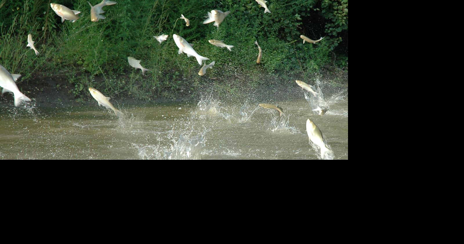 Keeping invasive carp out of the Great Lakes | Subscriber | apg-wi.com