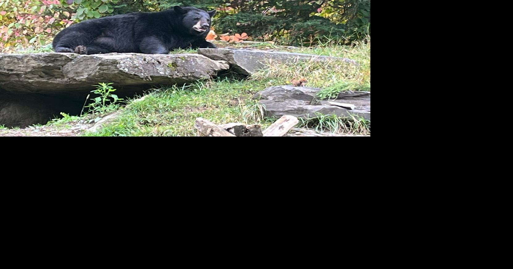 Chewing the fat with a chonky bear | Outdoors | apg-wi.com