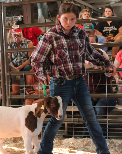 Livestock Show & Sale at Washburn County Fair | Local | apg-wi.com
