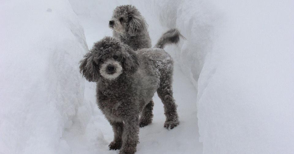 Dog piles – A tale of a pup’s lost love | Outdoors | apg-wi.com