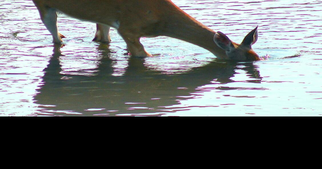 A deep dive into deer diet | Outdoors | apg-wi.com