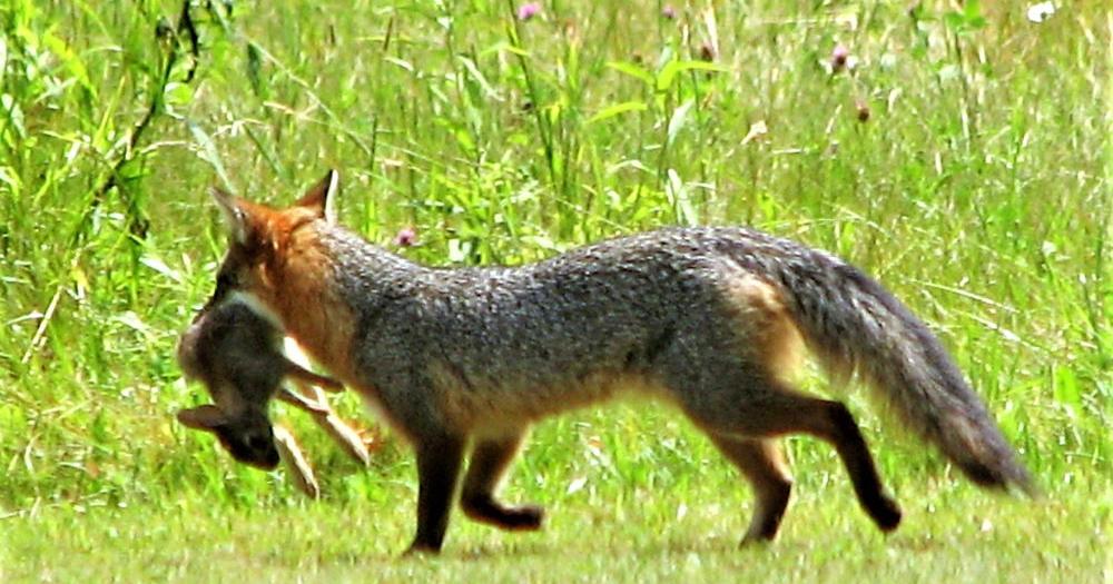 predators and prey examples