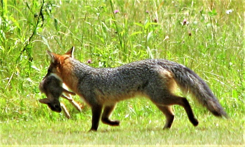 Focus on nature: Understanding predator-prey relationships | Free | apg ...
