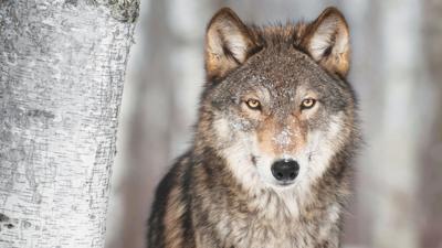 Furbearers talk bears down in Ashland | Paywall | apg-wi.com