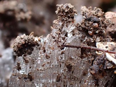 Natural Connections: Snow buntings and needle ice foretell winter ...