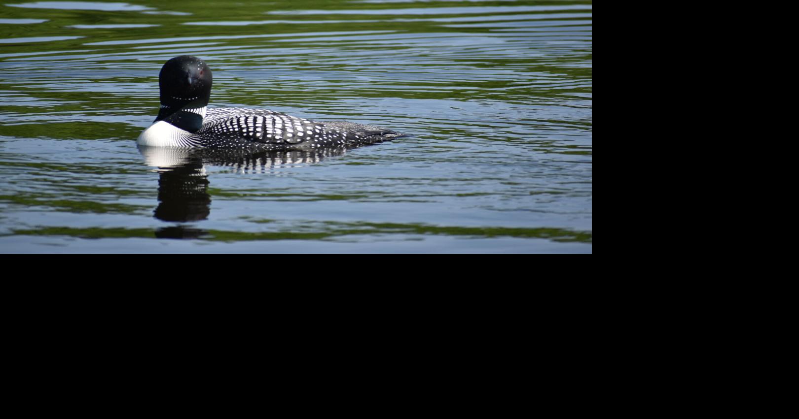loon bird