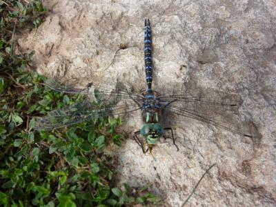 dragonflies wi