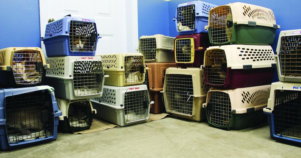 108 animals involved in complicated animal hoarding case | News | apg ...