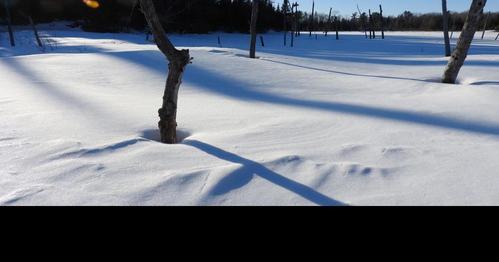 Natural Connections: Experiments in the magical realm of the subnivean ...