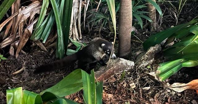 Coati of many colors | Outdoors | apg-wi.com