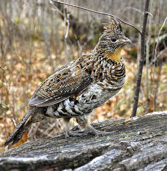 Grouse hunters face shortened season | Subscriber | apg-wi.com