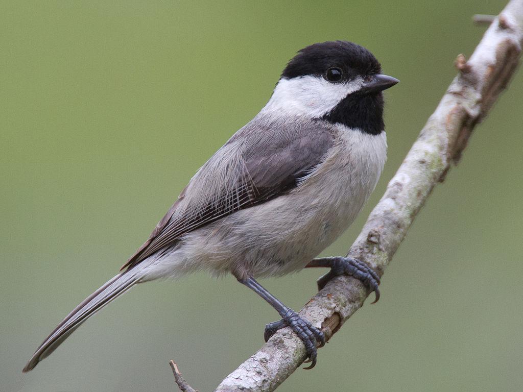 Natural Connections - Black-capped chickadees: helpful winter hosts ...