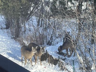 Deer license sales dropping nationwide | Outdoors | apg-wi.com
