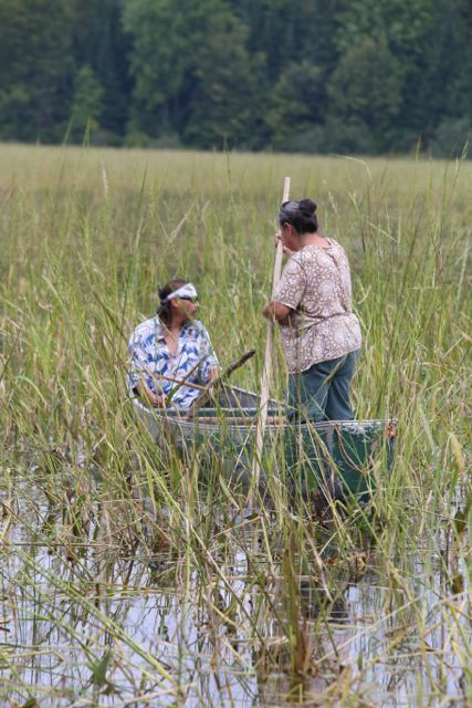 Wild ricing | Photos | apg-wi.com