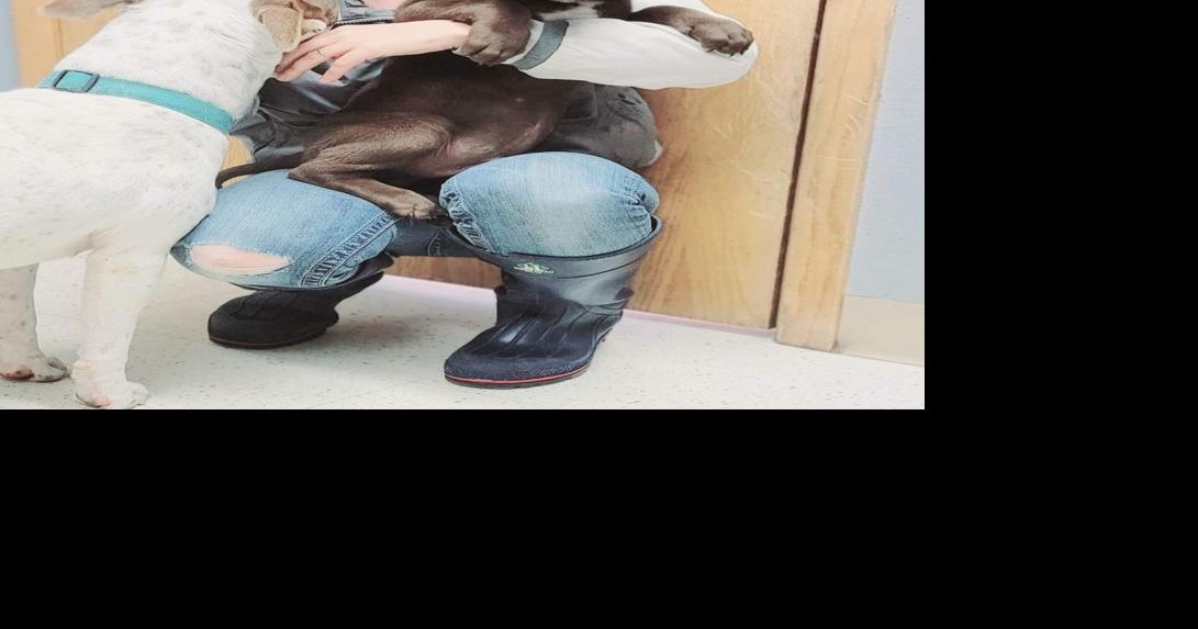 Little Red Barn Dog Rescue's upcoming charity dinner sold out | News ...