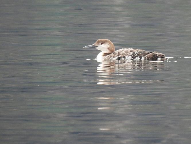 Natural Connections: Loon behavior on Lake Jocassee | Price County ...
