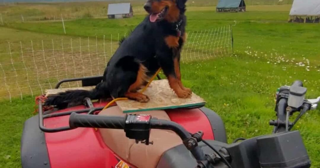 Down on the Farm: Hot dog | Outdoors | apg-wi.com
