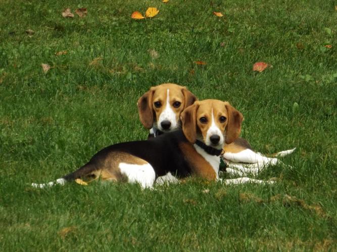 Bringing up beagles — Dogs do the heart good | Subscriber | apg-wi.com