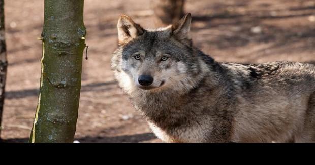 Wisconsin wolf population reaches record high | Outdoors | apg-wi.com