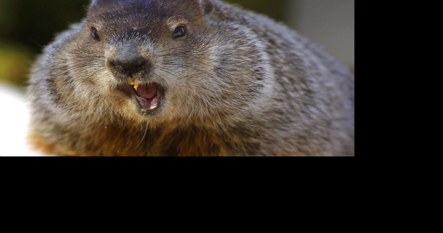 Looking Back: A word about groundhogs on Groundhog Day | Subscriber ...