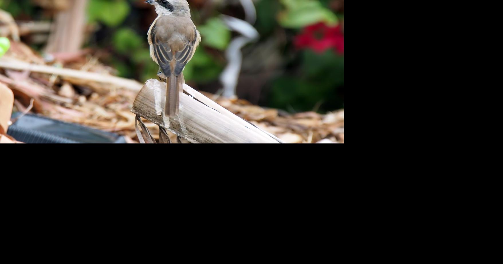 Late October brings shrike night | Subscriber | apg-wi.com