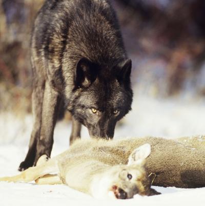 Johnson, Barrasso introduce new bill delisting the gray wolf | News ...