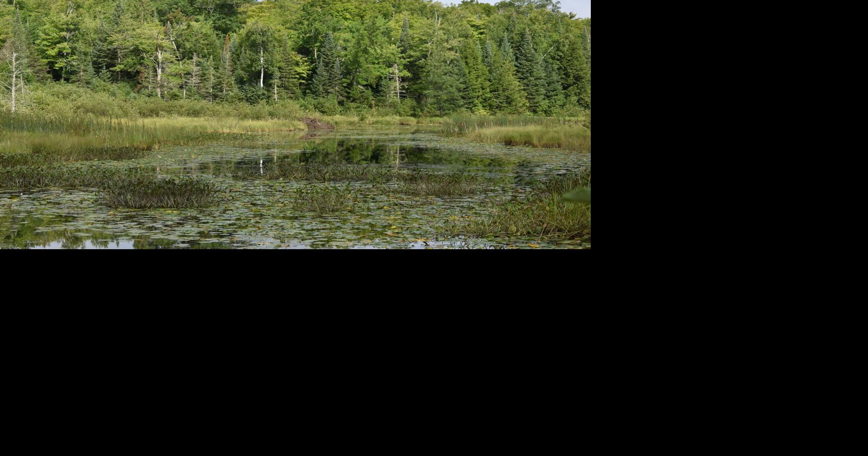 My Friend the Muskrat | Outdoors | apg-wi.com