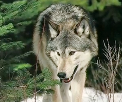 Wisconsin wolf hunt, trapping season under way | Outdoors | apg-wi.com