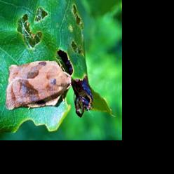 Defoliating oak trees suffering from rise of insects | Outdoors | apg ...