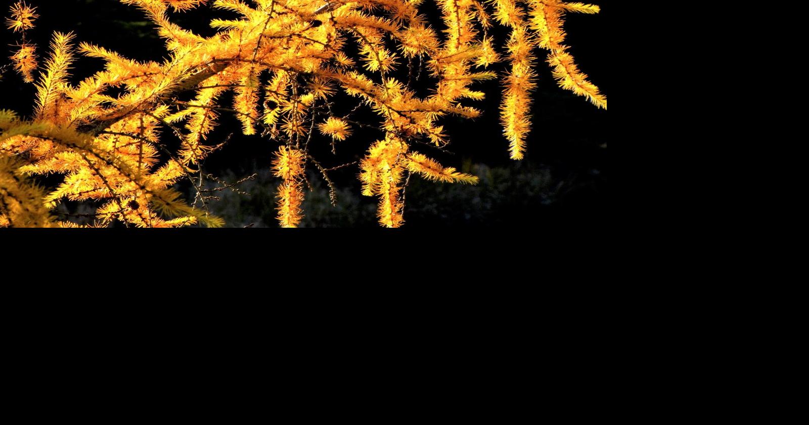 Focus on nature: The miracle of leaves | Subscriber | apg-wi.com