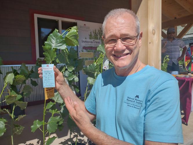 Pioneering new tree that cleans pollution takes root in Bayfield ...