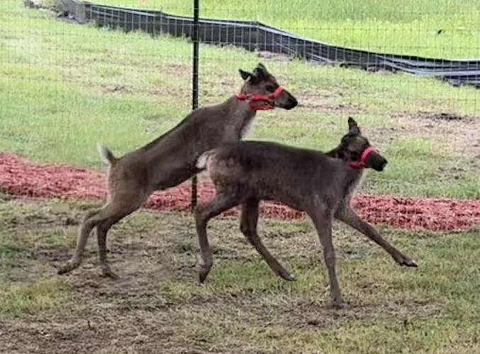 Small hoofprints and big dreams: Westphals launch Reindeer Hill and 6Four Accord | News | apg-wi.com