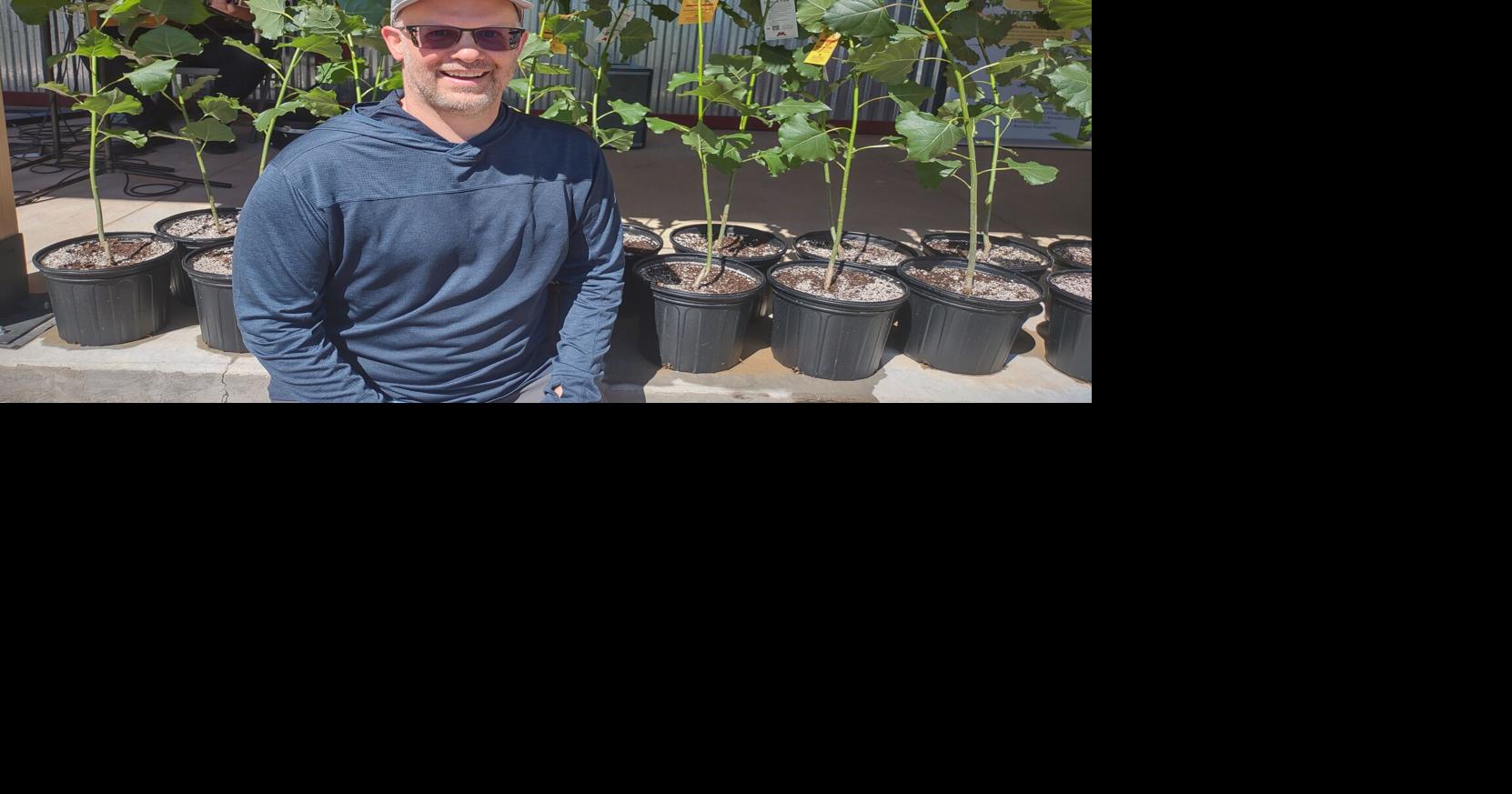 Pioneering new tree that cleans pollution takes root in Bayfield ...