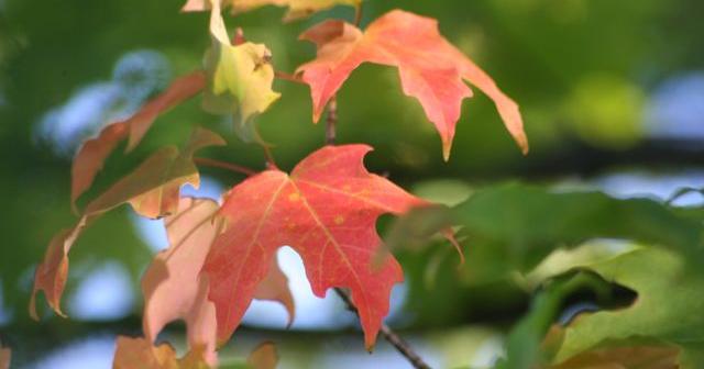 Why some leaves are already changing color in Wisconsin | Regional ...