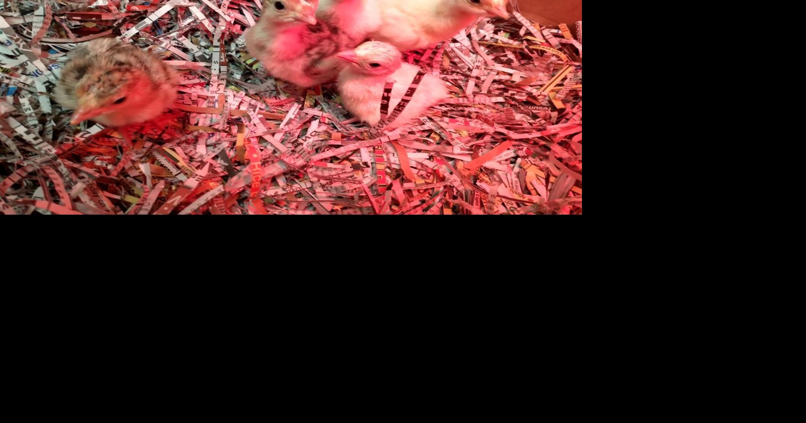 Tiny Turkeys | Ashland Daily Press | apg-wi.com