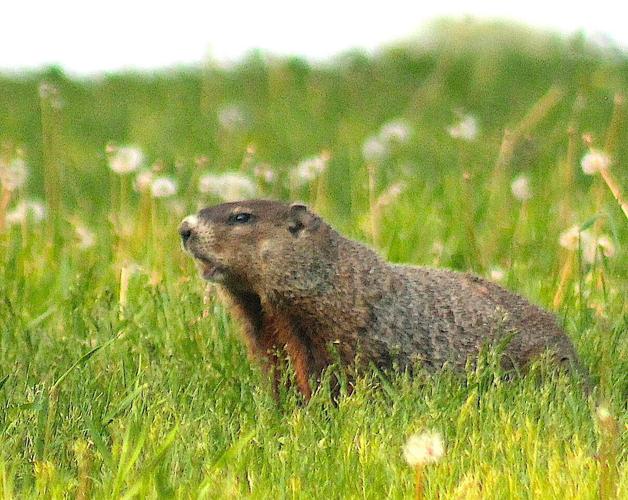 Up North: The groundhog wins | Columnists | apg-wi.com